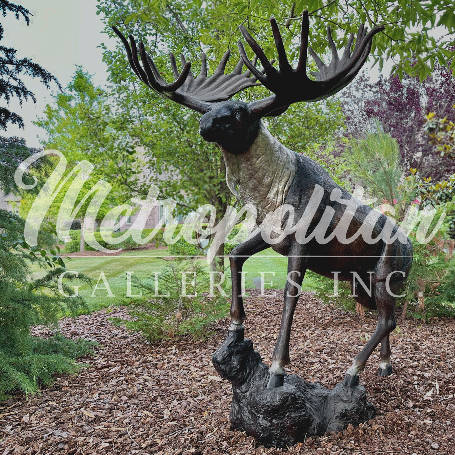 Bronze Life-size Moose - Metropolitan Galleries Inc.
